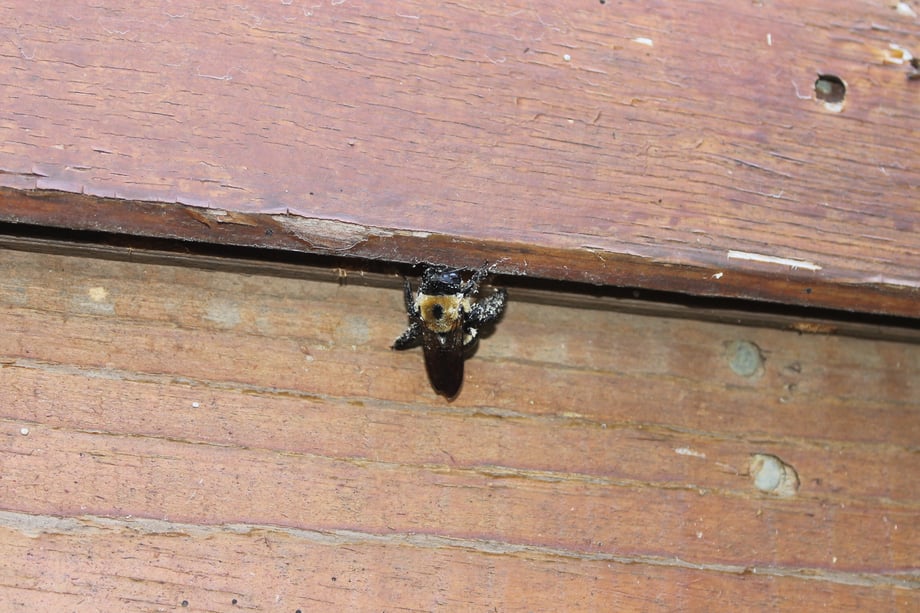 How Much Does It Cost to Get Rid of Carpenter Bees?