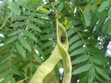 Spring is here…and so are the Stink Bugs