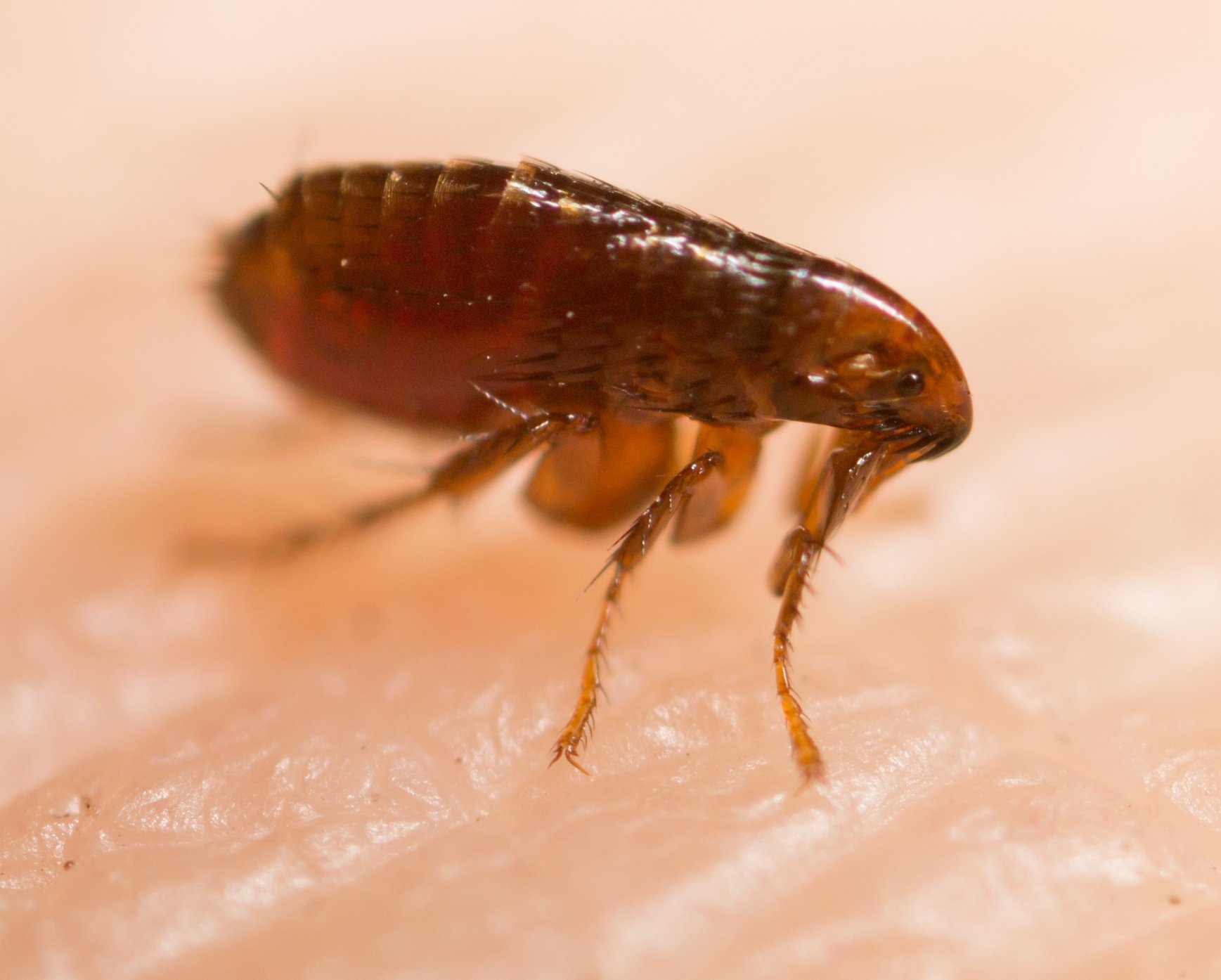 Fleas, Springtails, and Fungus Gnats: What small bugs live in your home?