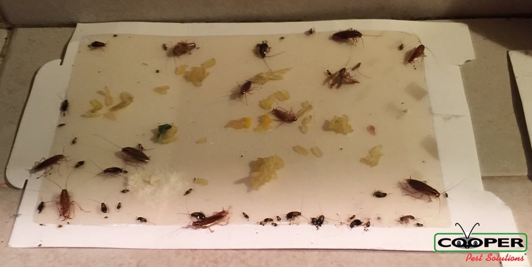 American Cockroaches vs. German Cockroaches. What’s the Difference?