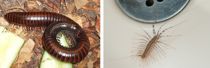 What's the Difference Between Centipedes and Millipedes?