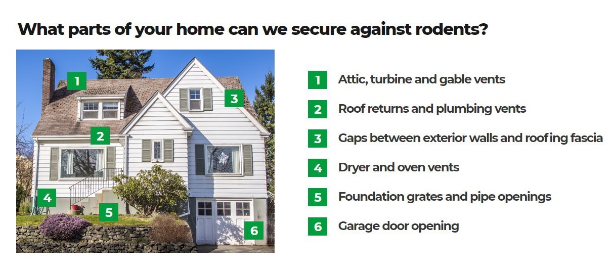 Mouse, Squirrel, Rodent, and Rat Exclusion Service in NJ and PA