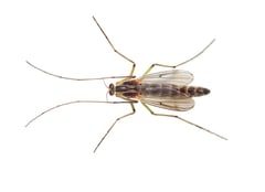 Midge Information