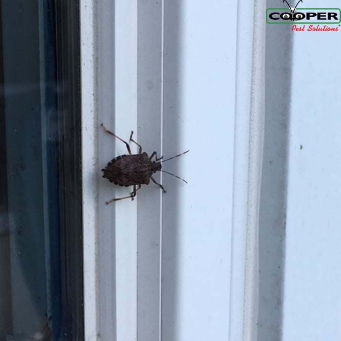 Do Stink Bugs Bite?